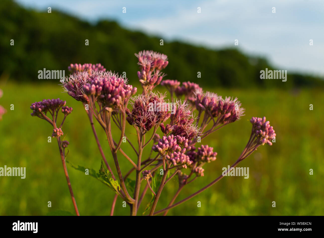 Wild Popeye weed on a beautiful Summer evening. Dixon Waterfowl Refuge ...