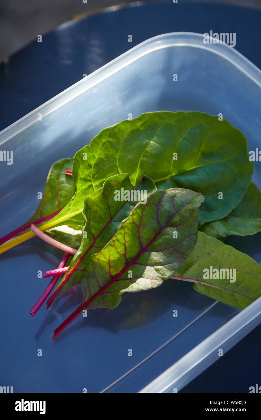 Red cos in the plastic box Stock Photo - Alamy