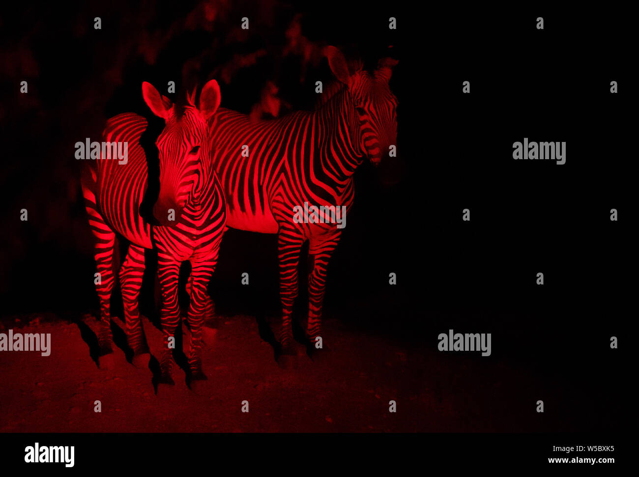 Special Lamp High Resolution Stock Photography and Images - Alamy