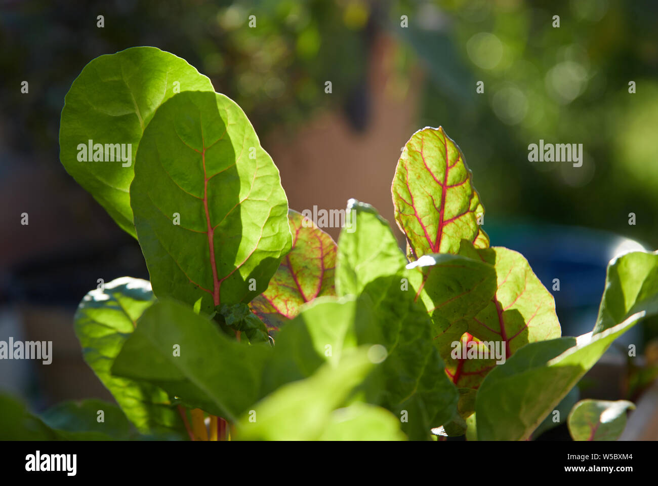 Lettuce red green cos hi-res stock photography and images - Alamy