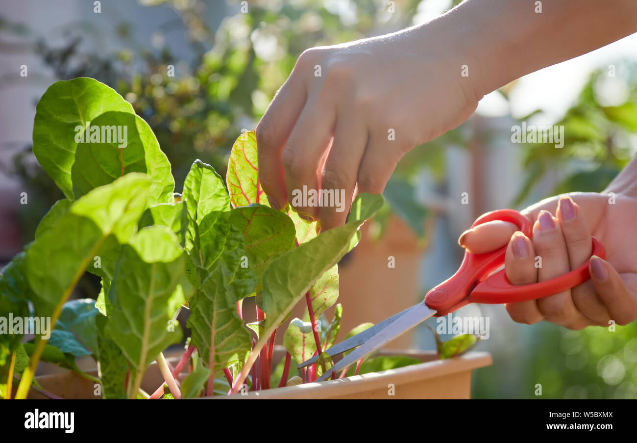 Woman hand cutting the red cos leaf Stock Photo - Alamy