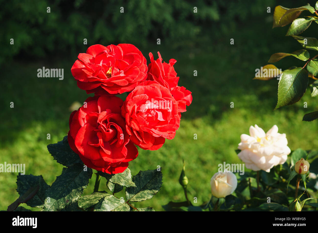Red and white garden roses bloom in the park on a hot sunny day. Flower ...