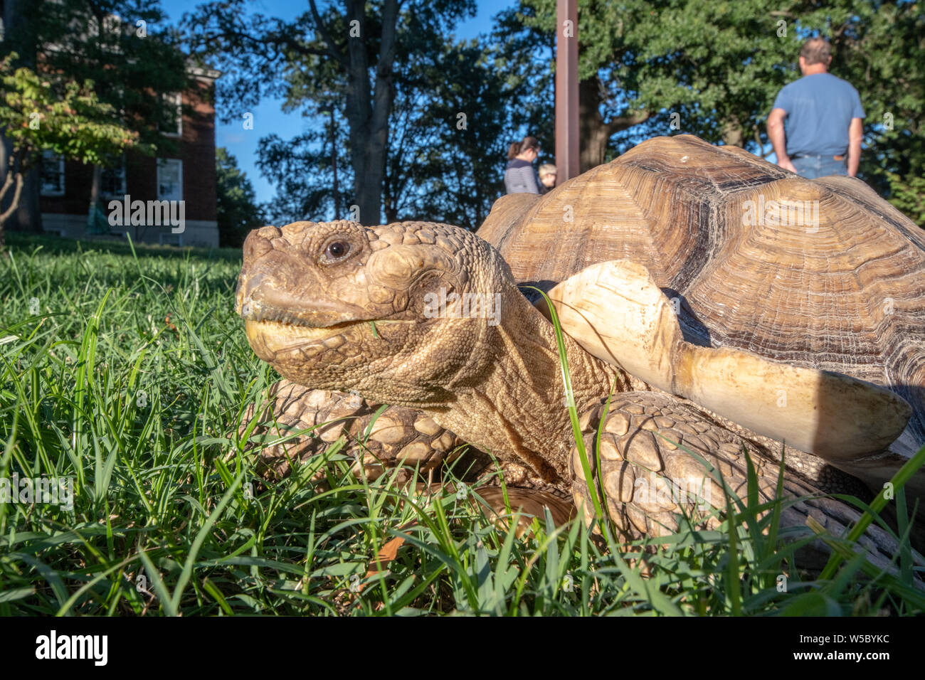 Terapin hi-res stock photography and images - Alamy