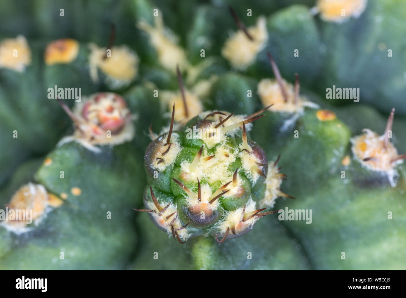 closeup of a new spiny cactus seedling Stock Photo - Alamy