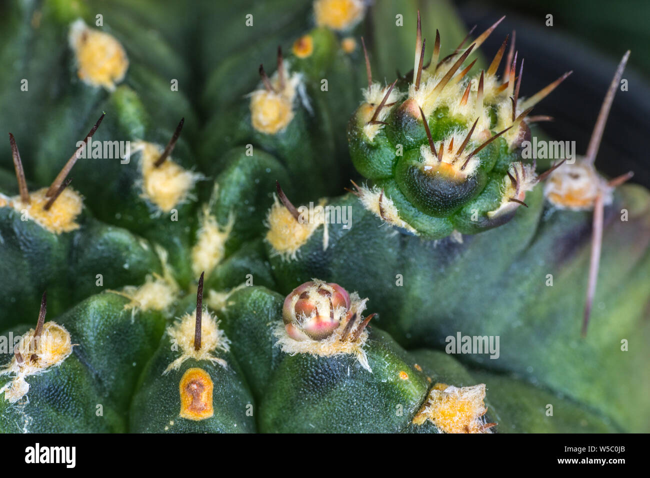 Cactus Sprout Stock Photos & Cactus Sprout Stock Images - Alamy