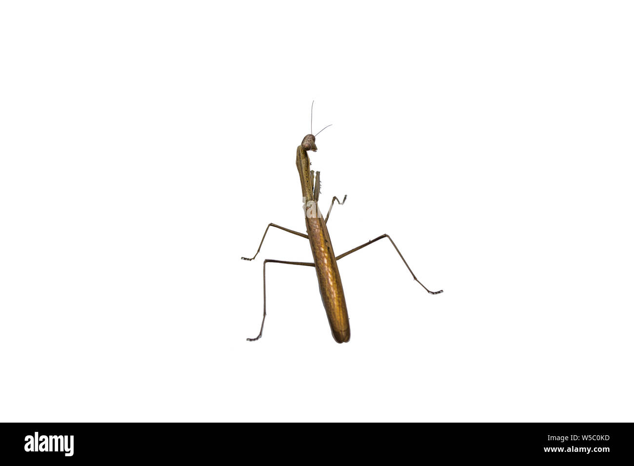 A Beautiful Brown Mantis isolated White Background Stock Photo - Alamy