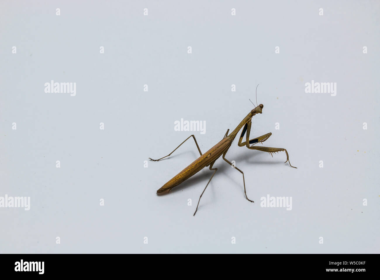 A Beautiful Brown Mantis isolated White Background Stock Photo - Alamy