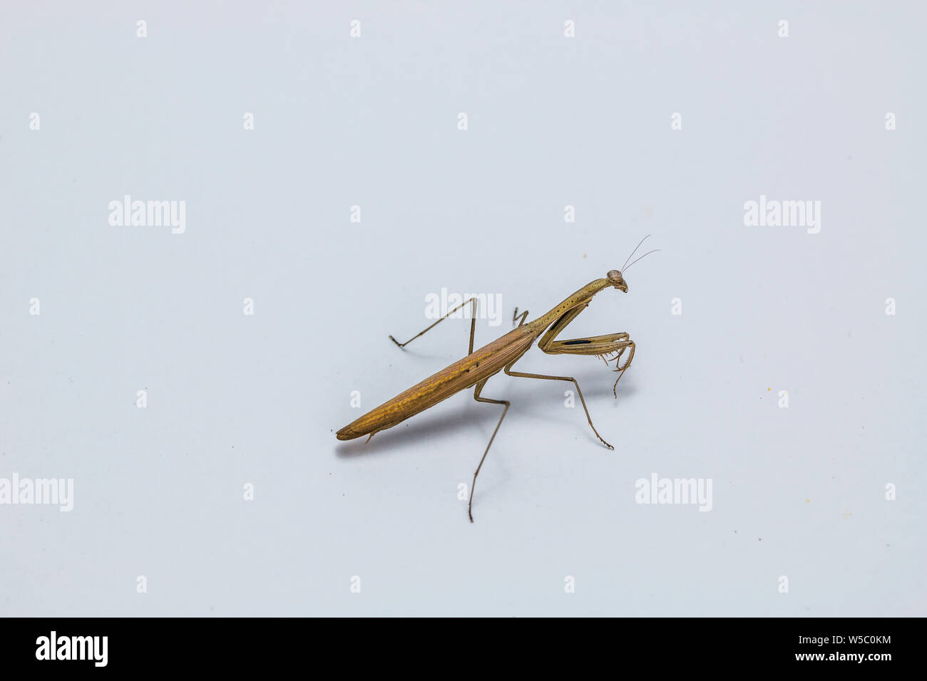 A Beautiful Brown Mantis isolated White Background Stock Photo - Alamy