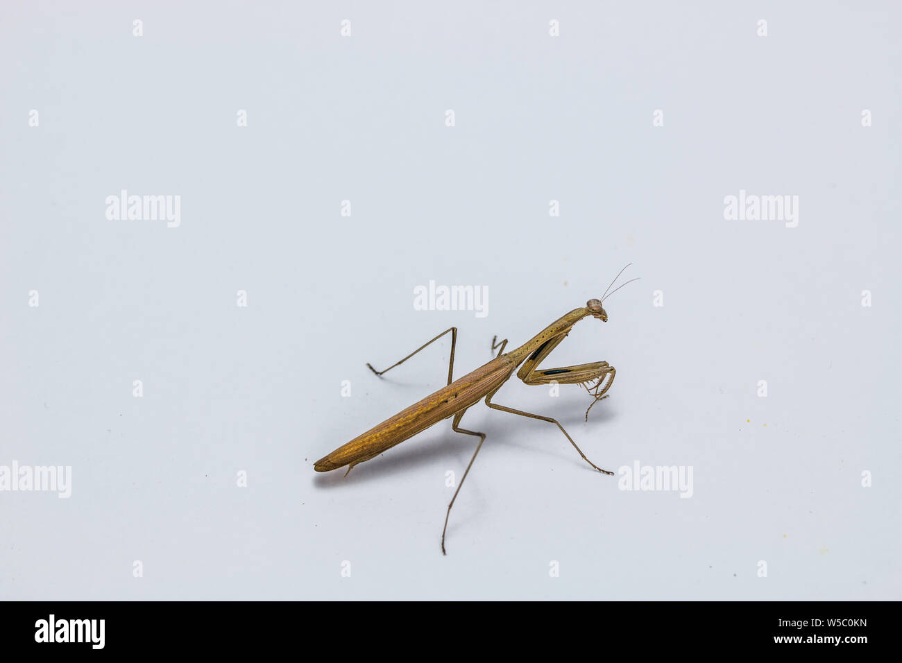 A Beautiful Brown Mantis isolated White Background Stock Photo - Alamy