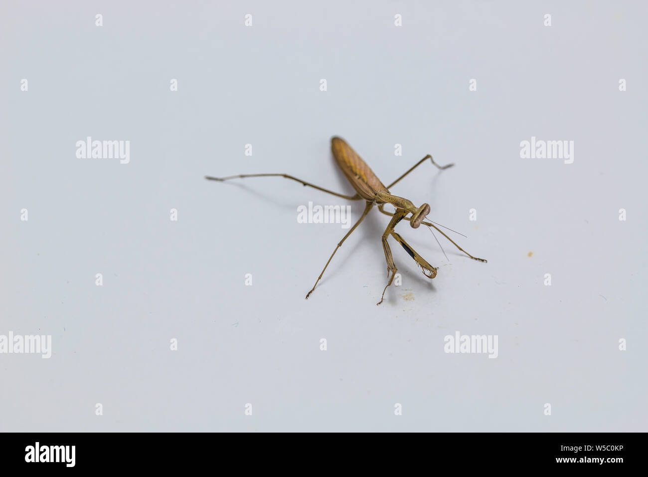 A Beautiful Brown Mantis isolated White Background Stock Photo - Alamy