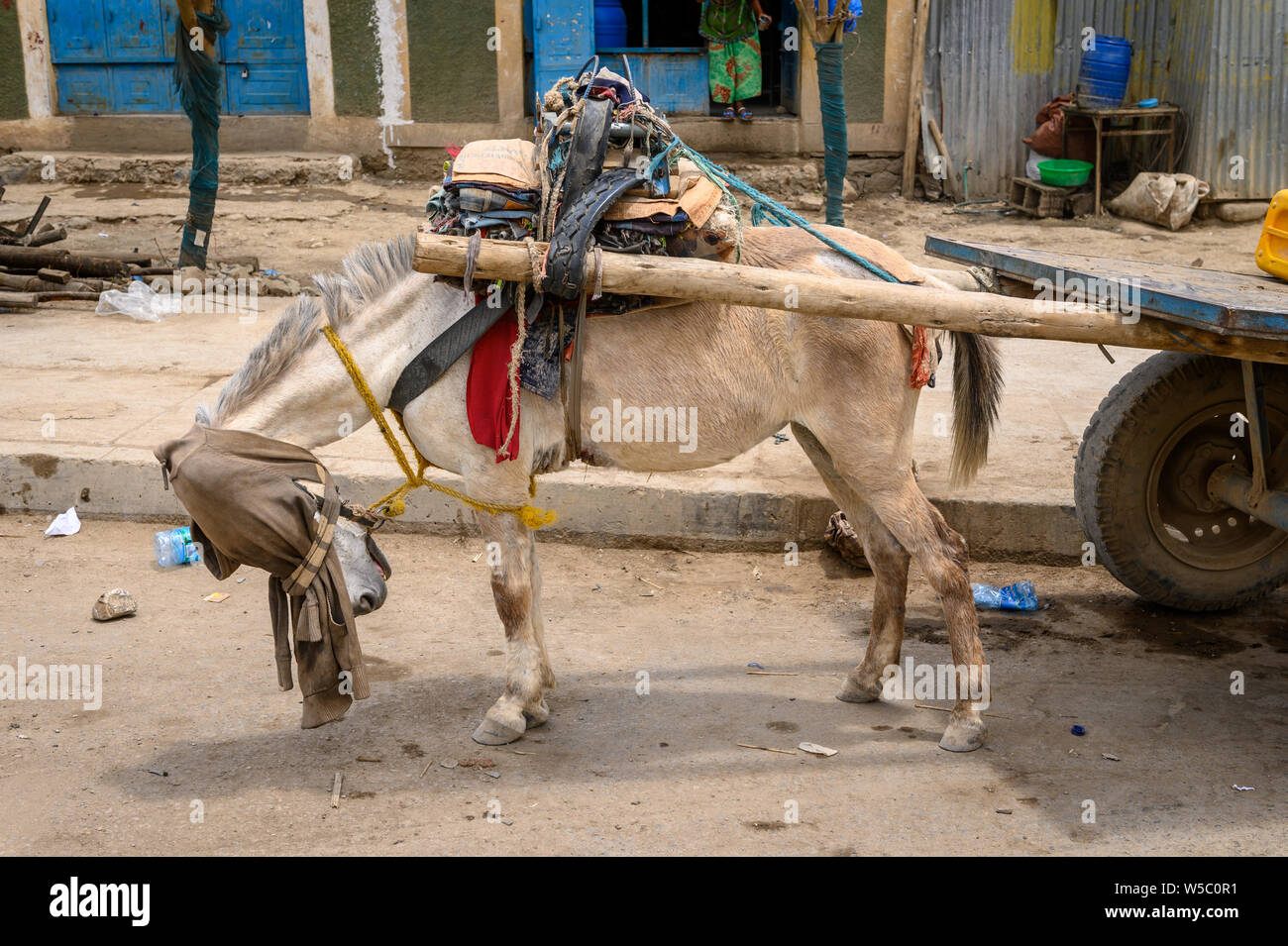 Donkey cruelty hi-res stock photography and images - Alamy