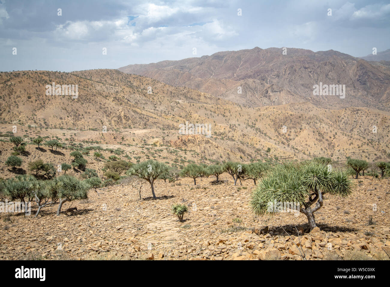 The sparsely planted landscape of the Danakil Depression ...
