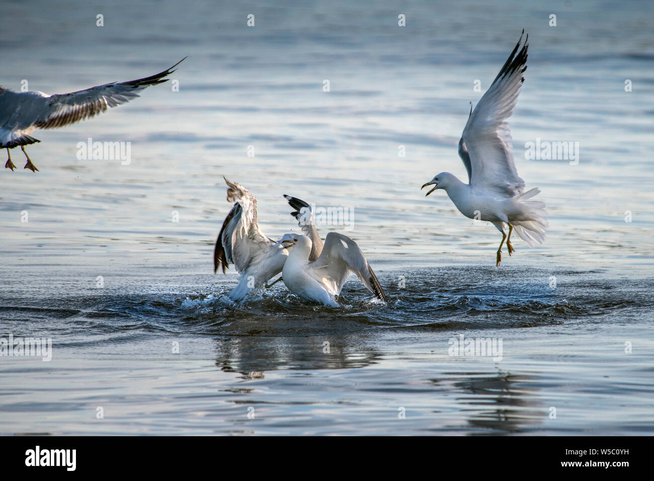 Attacking seagulls hi-res stock photography and images - Alamy