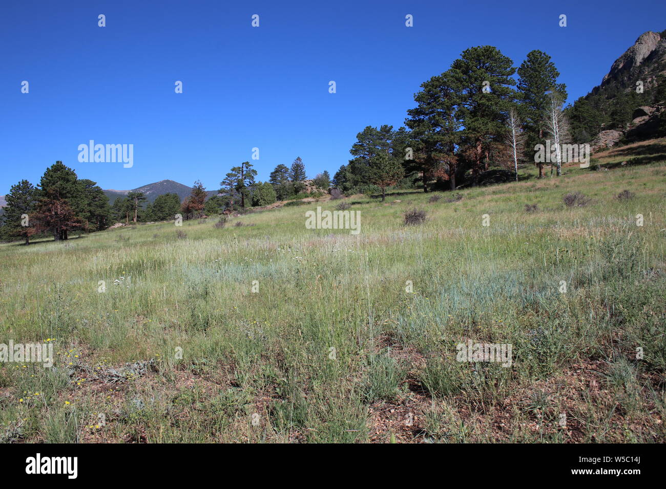 Rocky Mountain National Forest Stock Photo - Alamy