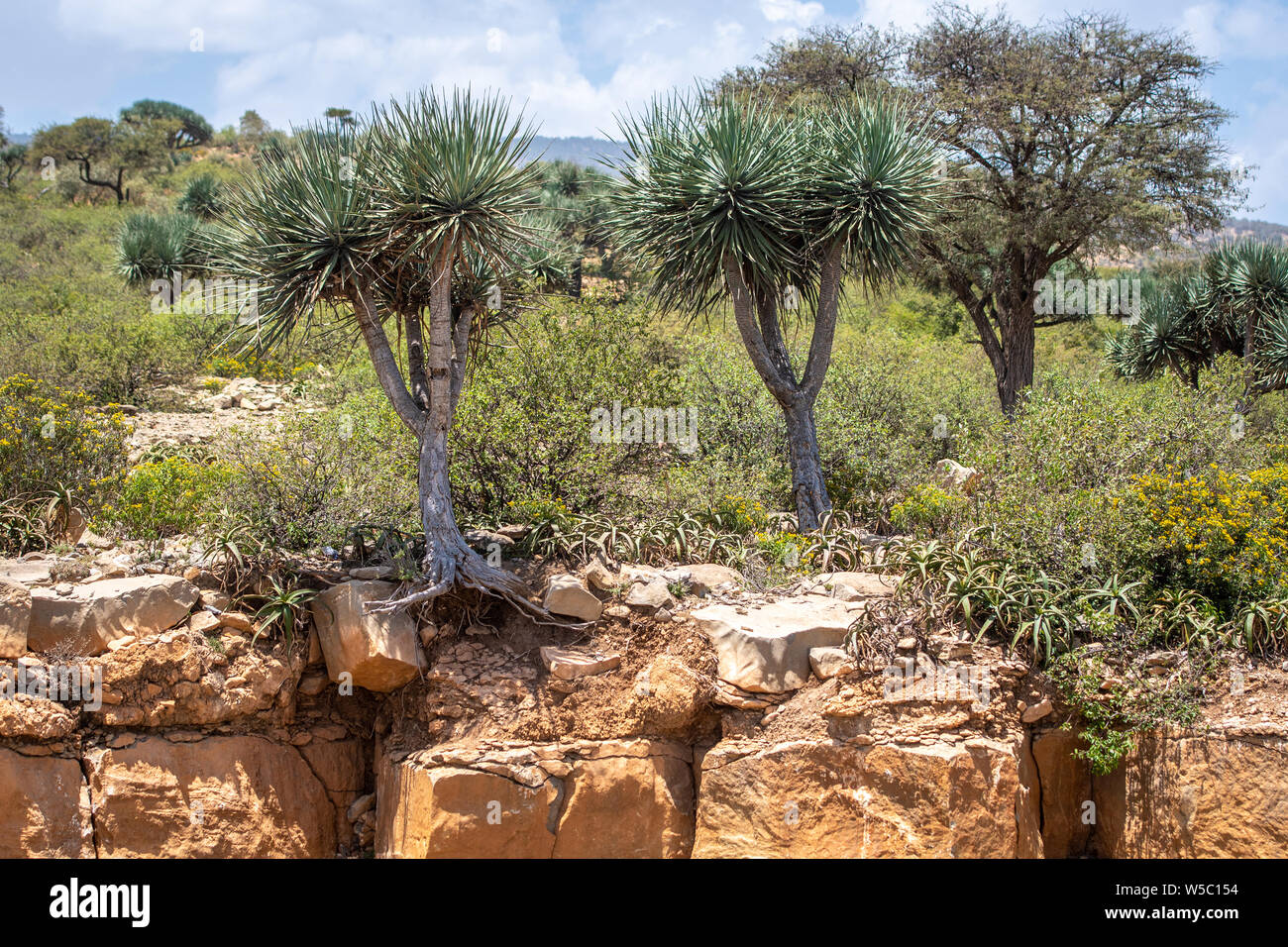 Trees growing through the rocky outcrops of the Danakil Depression ...