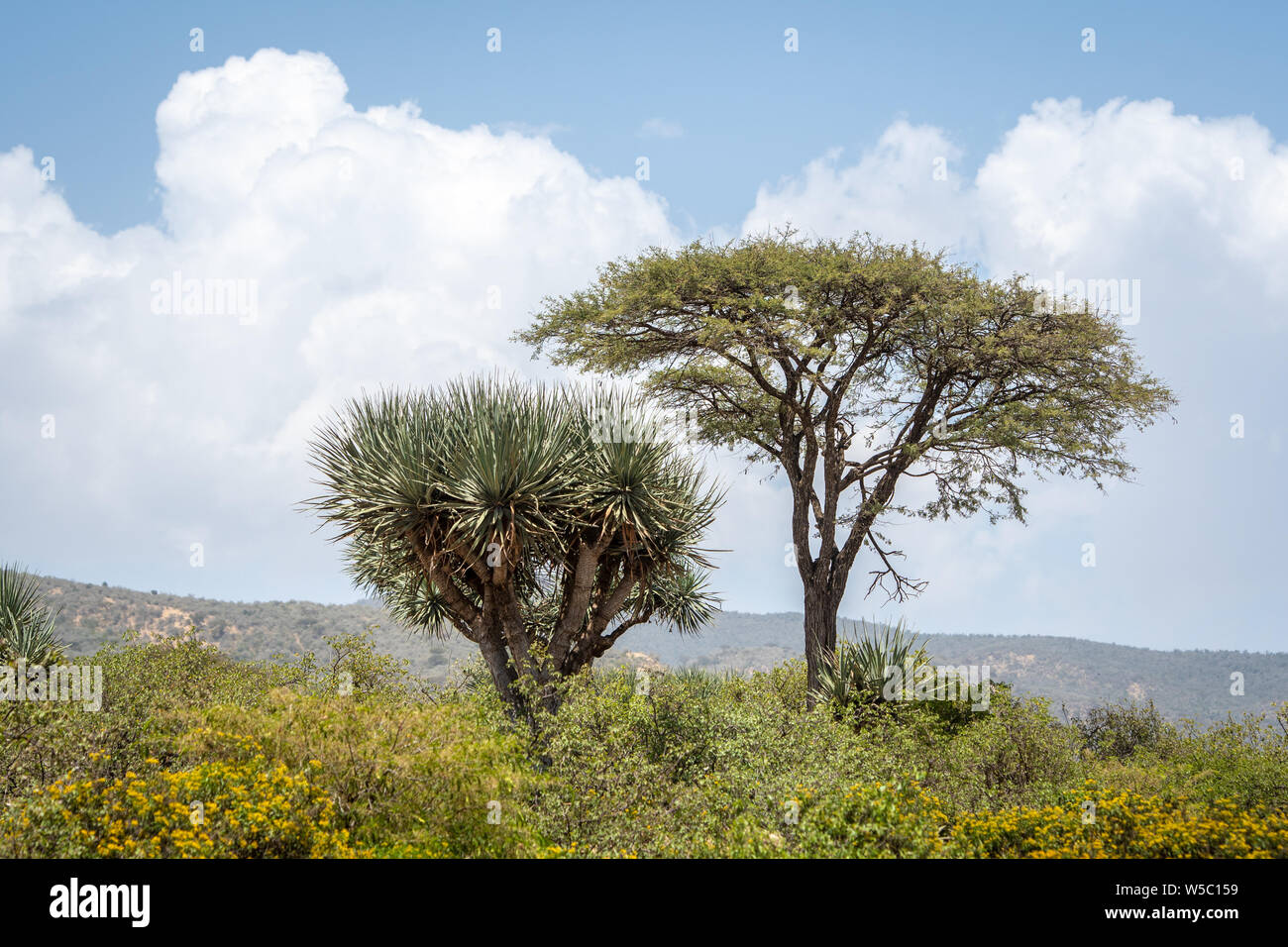 Trees growing above the shrubbery, Danakil Depression , Ethiopia Stock ...