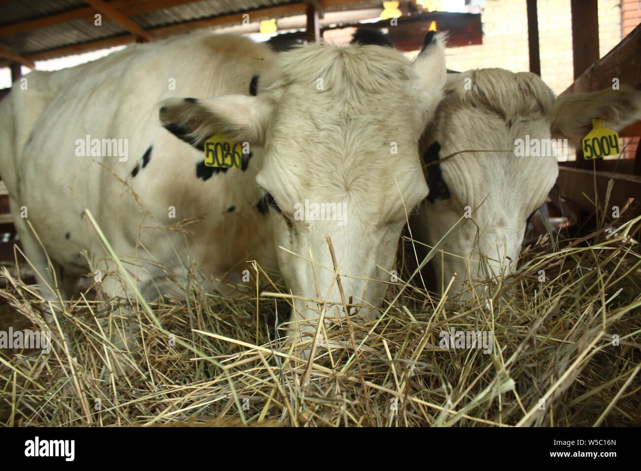 cows in a coral eating hay Stock Photo - Alamy