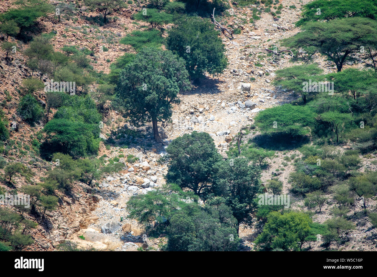 Trees growing on side of mountain hi-res stock photography and images ...