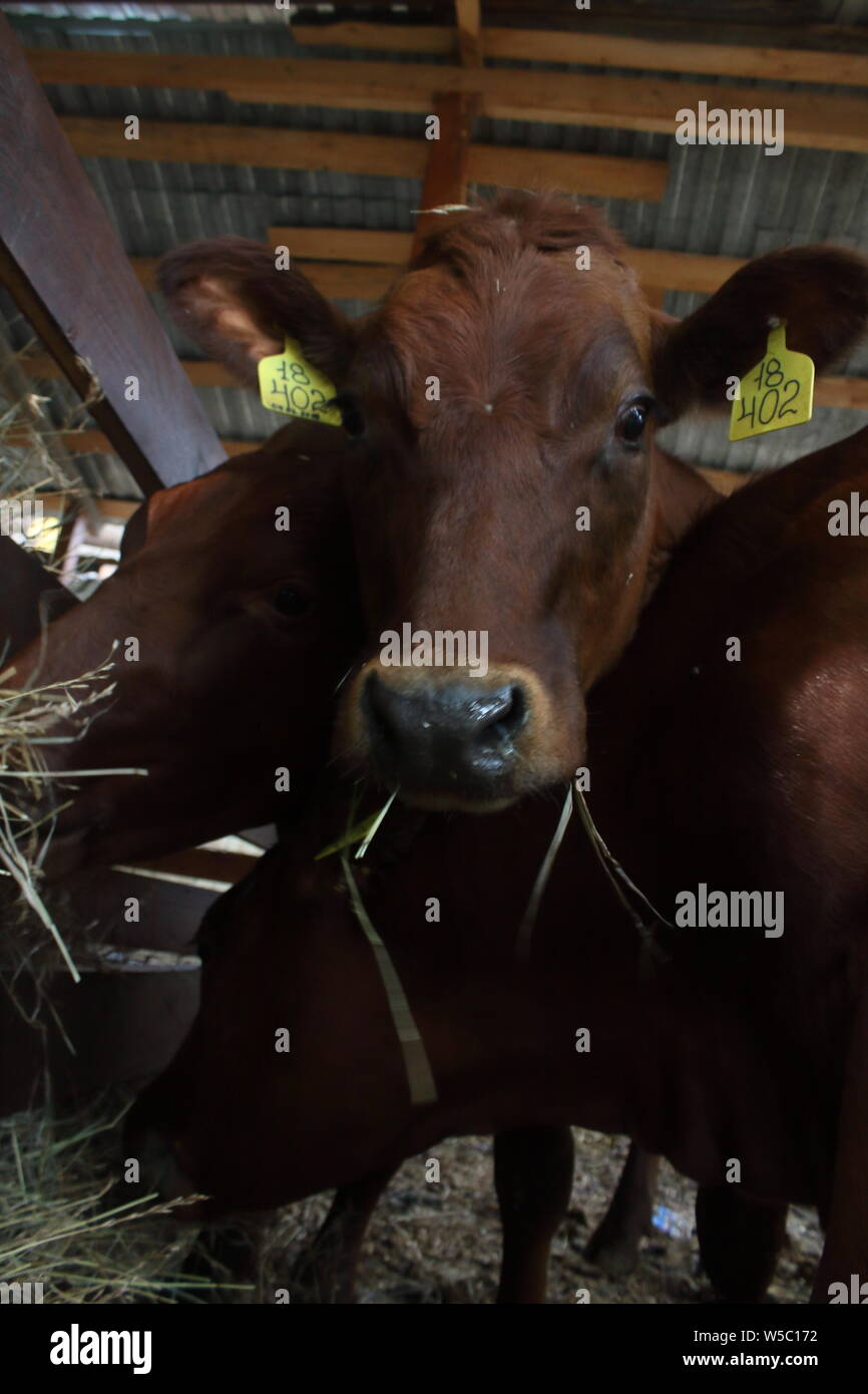 Coral farming hi-res stock photography and images - Alamy