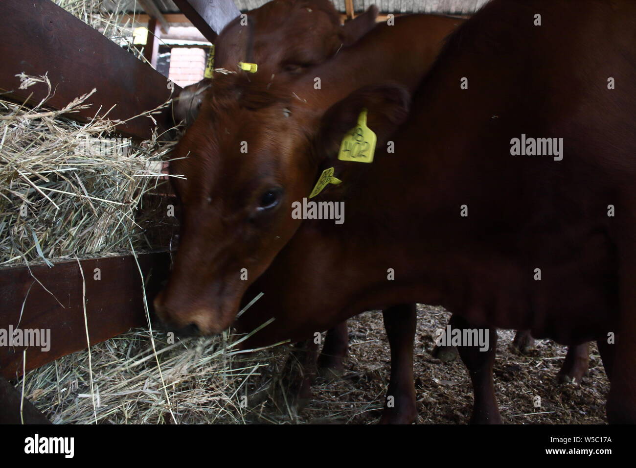 Coral farming hi-res stock photography and images - Alamy