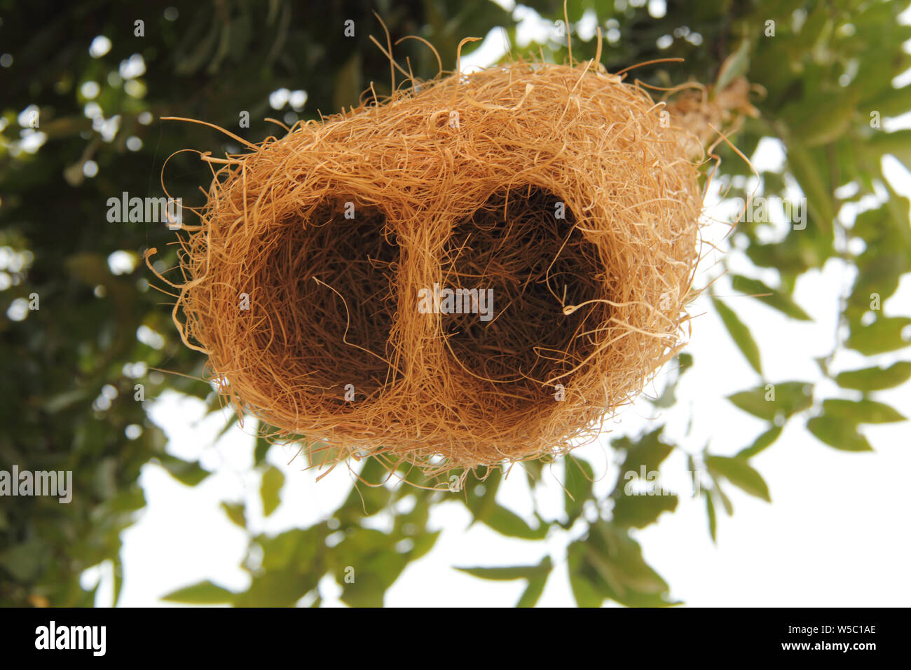 Hanging Birds Nest High Resolution Stock Photography and Images - Alamy