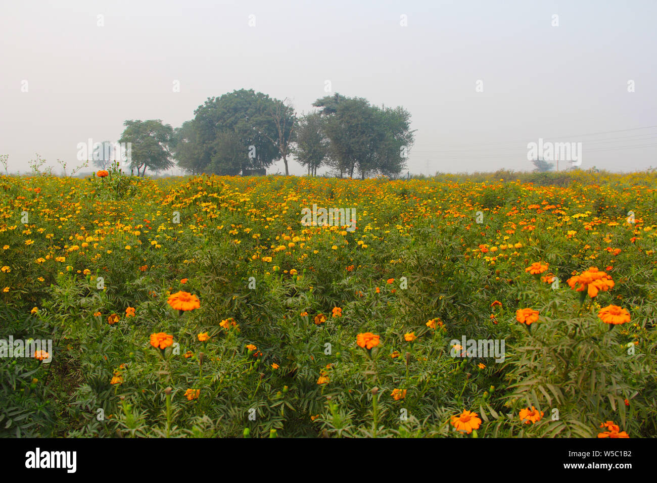 Marigold flowers in a field, India Stock Photo - Alamy