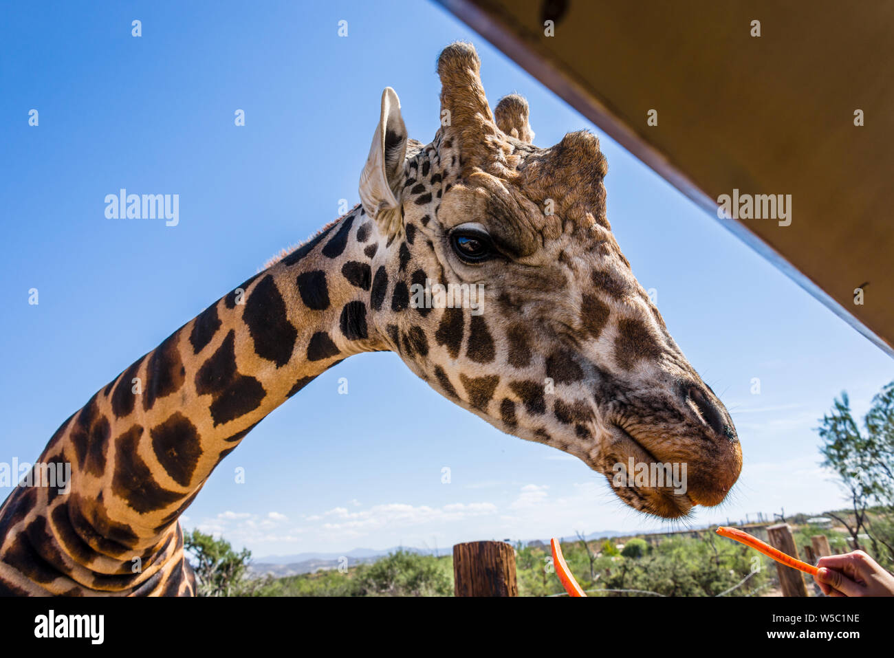 Giraffe bus hi-res stock photography and images - Alamy