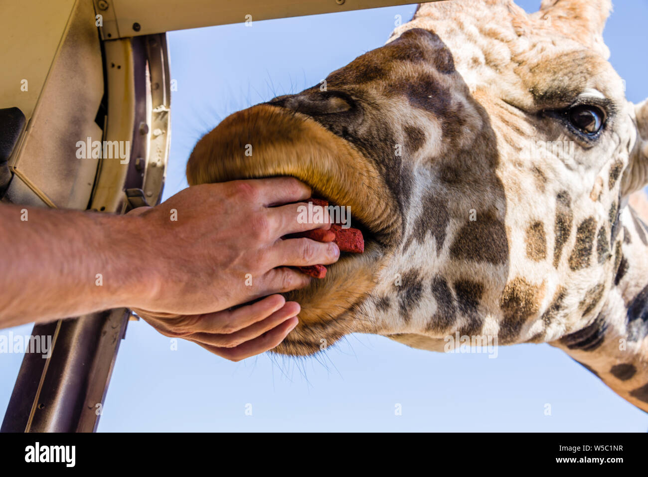 Hand fed giraffe hi-res stock photography and images - Alamy