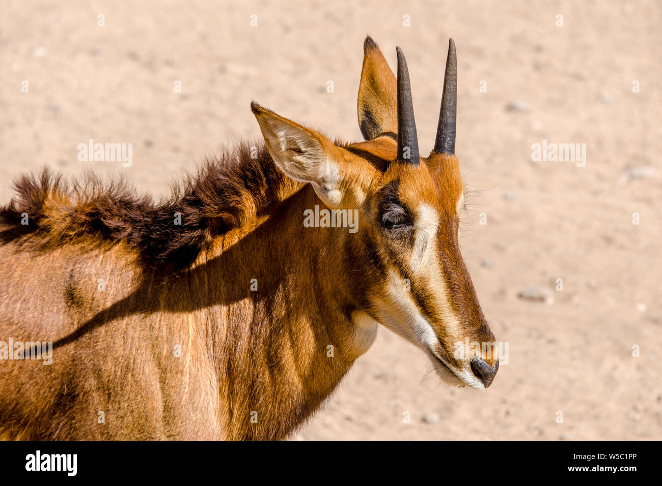 Wild sable hi-res stock photography and images - Alamy