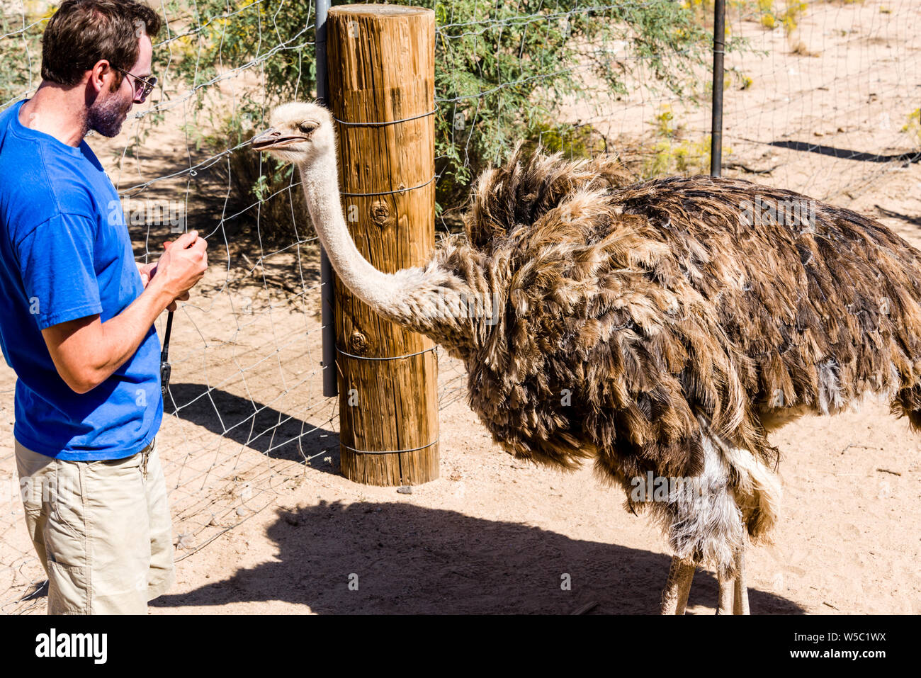 Hungry but Friendly Ostrich Stock Photo - Alamy