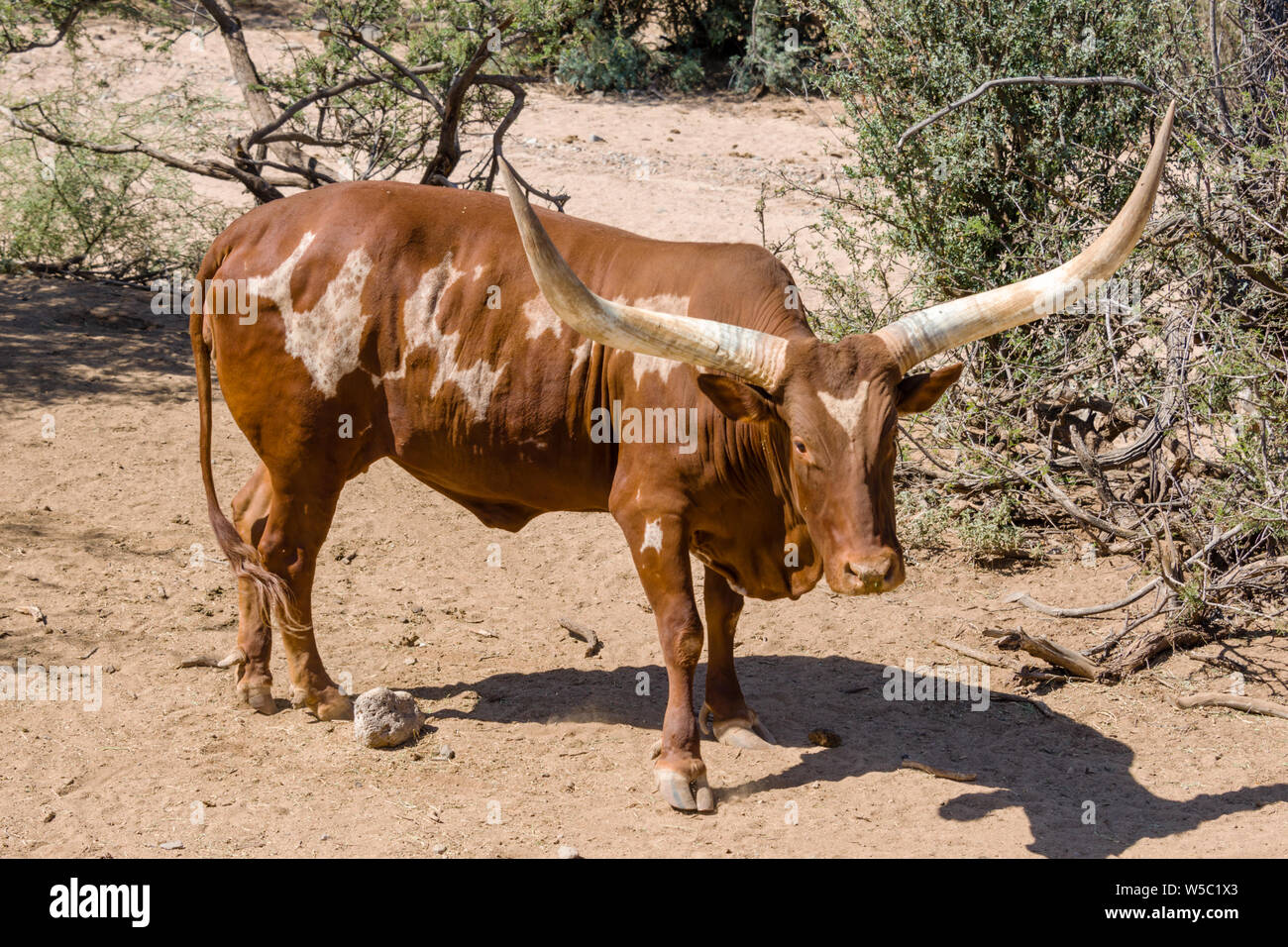 Zebu Longhorn Cattle Stock Photo - Alamy