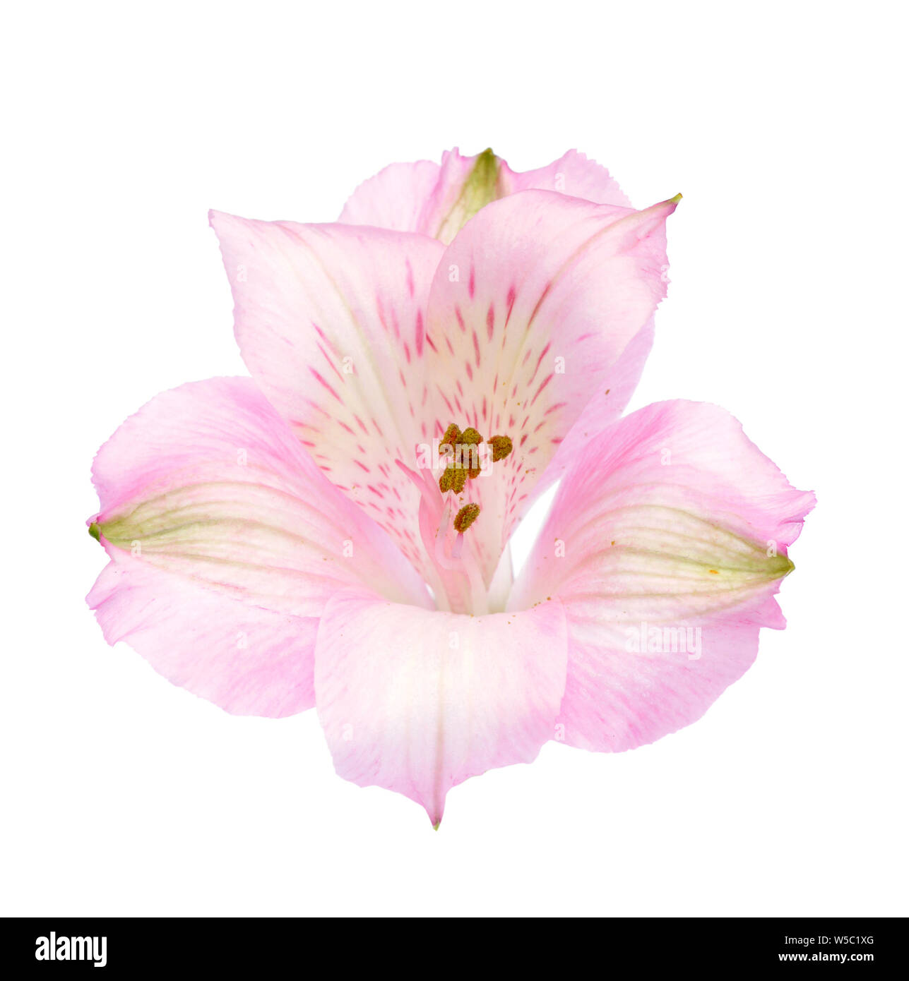 Single pink alstro flower isolated on white background Stock Photo - Alamy