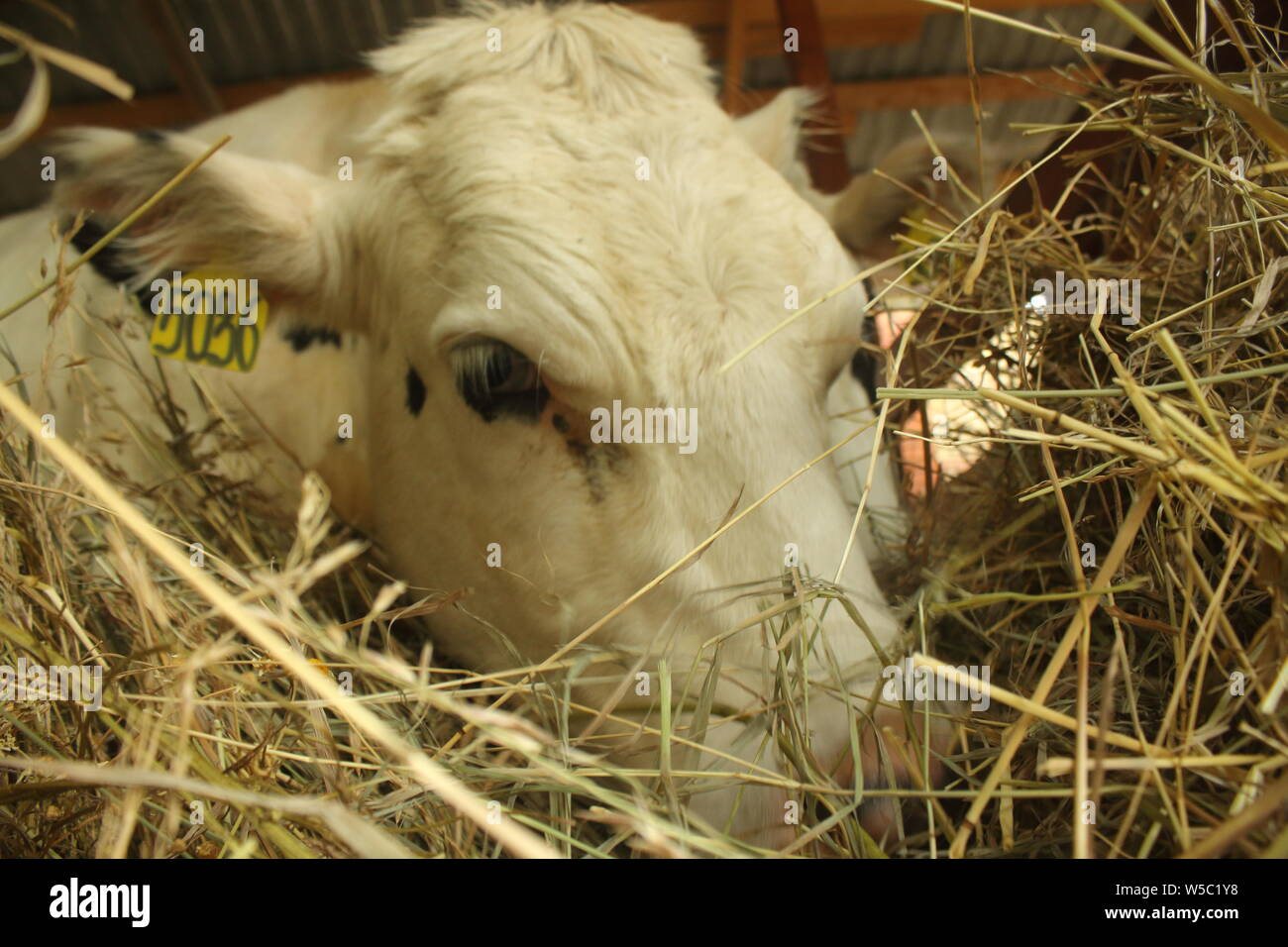 cow in a coral eating hay Stock Photo - Alamy