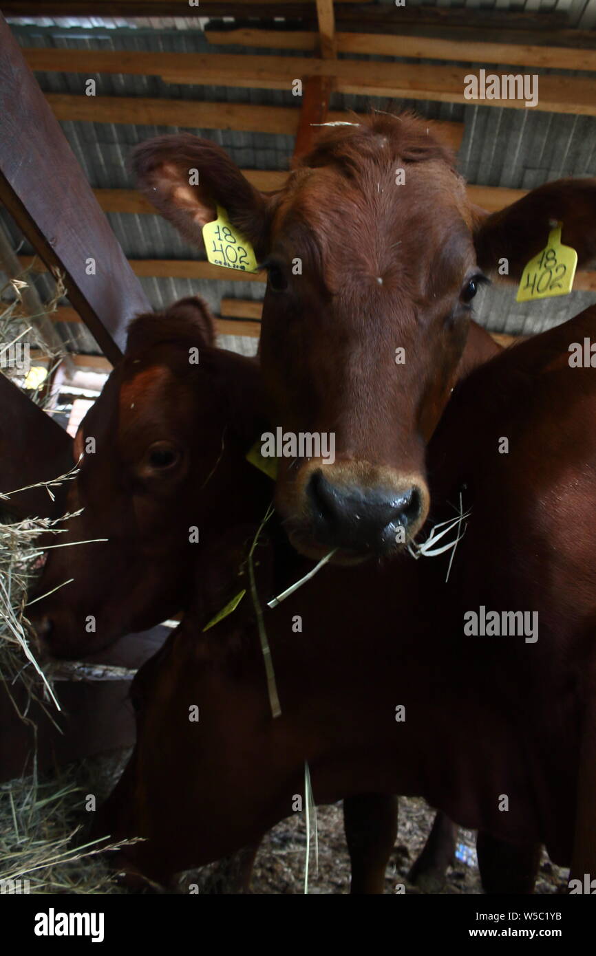 cow in a coral eating hay Stock Photo - Alamy