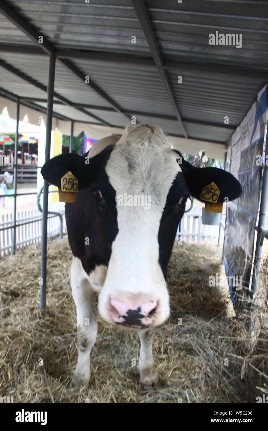 Cattle coral hi-res stock photography and images - Alamy