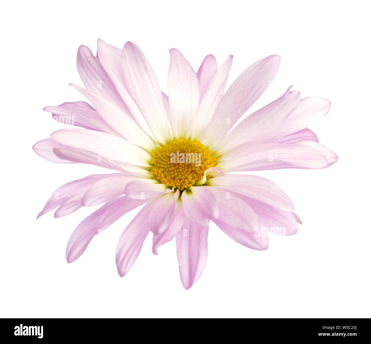Single pink daisy mum isolated on white Stock Photo - Alamy