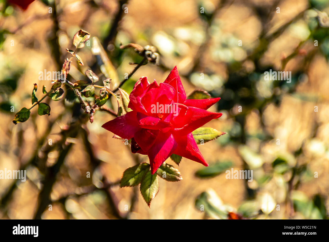 Red Roses Flowers Stock Photo - Alamy