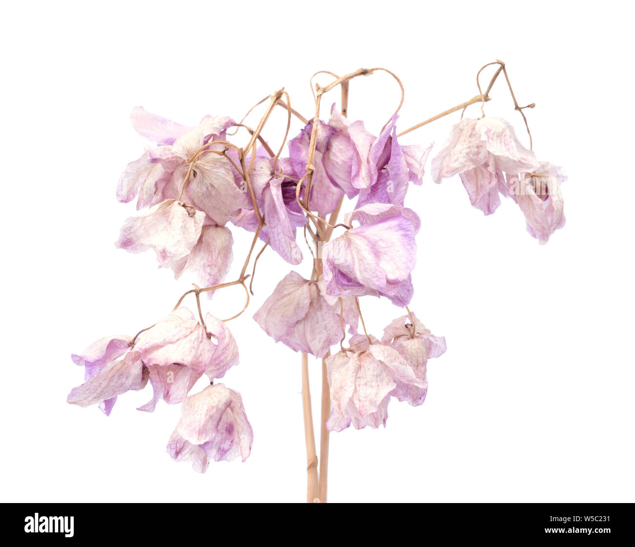 a lot of dried orchid on isolated white background Stock Photo - Alamy