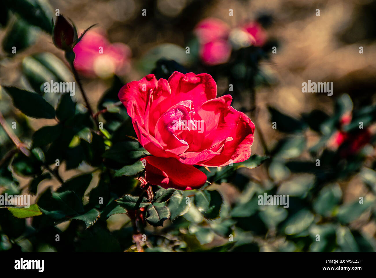 Red Roses Flowers Stock Photo - Alamy