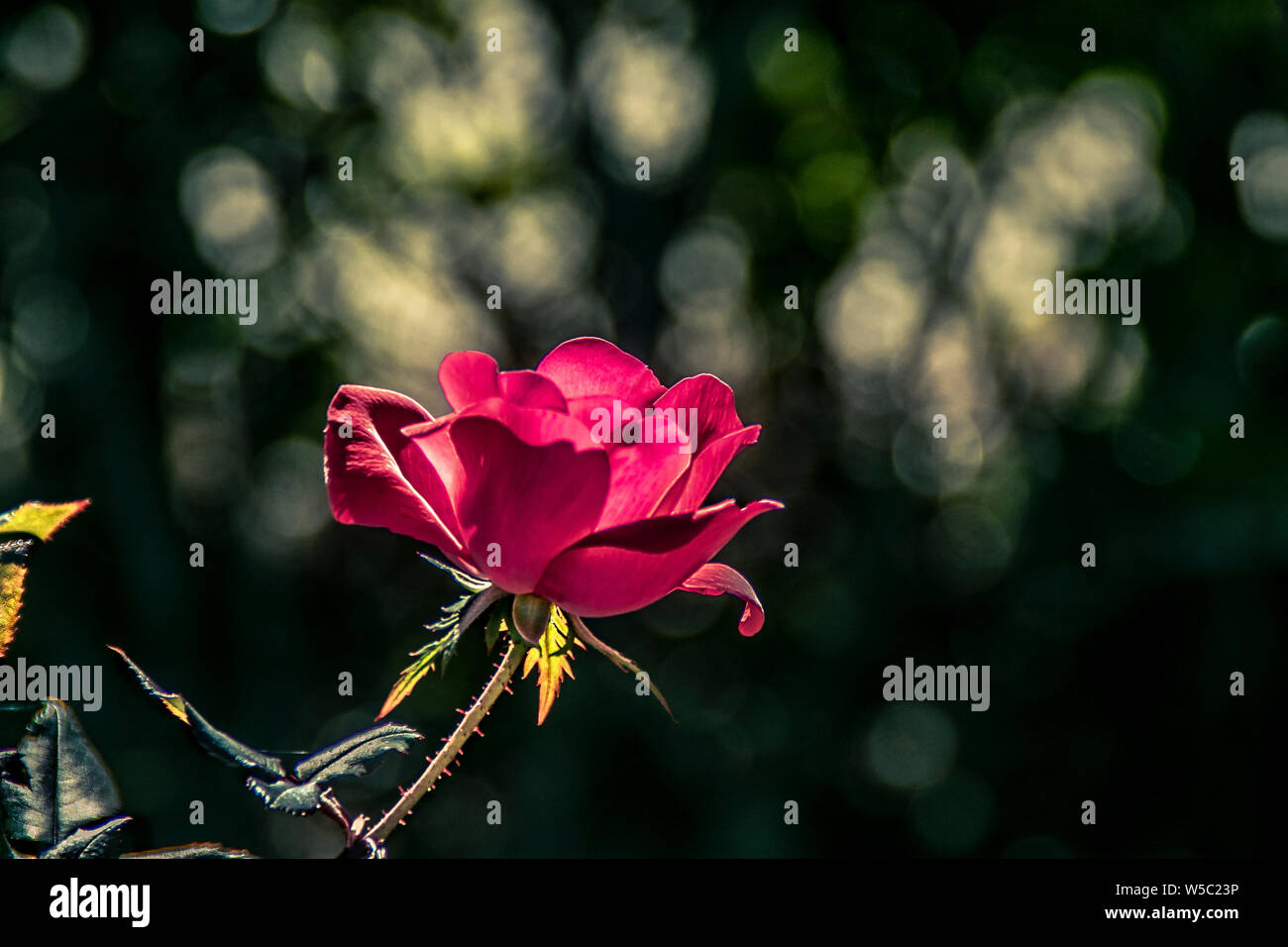 Red Roses Flowers Stock Photo - Alamy