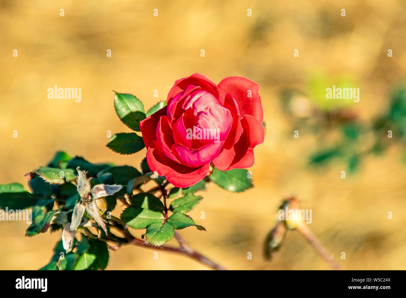 Red Roses Flowers Stock Photo - Alamy