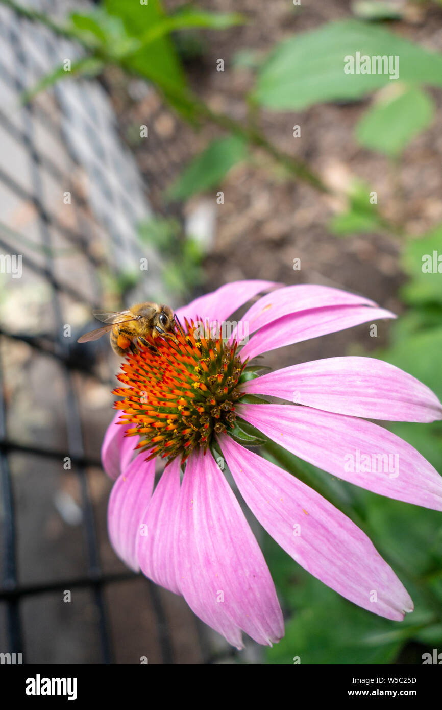 Pollenating yellow black bumblebee on a coneflower in a park garden ...