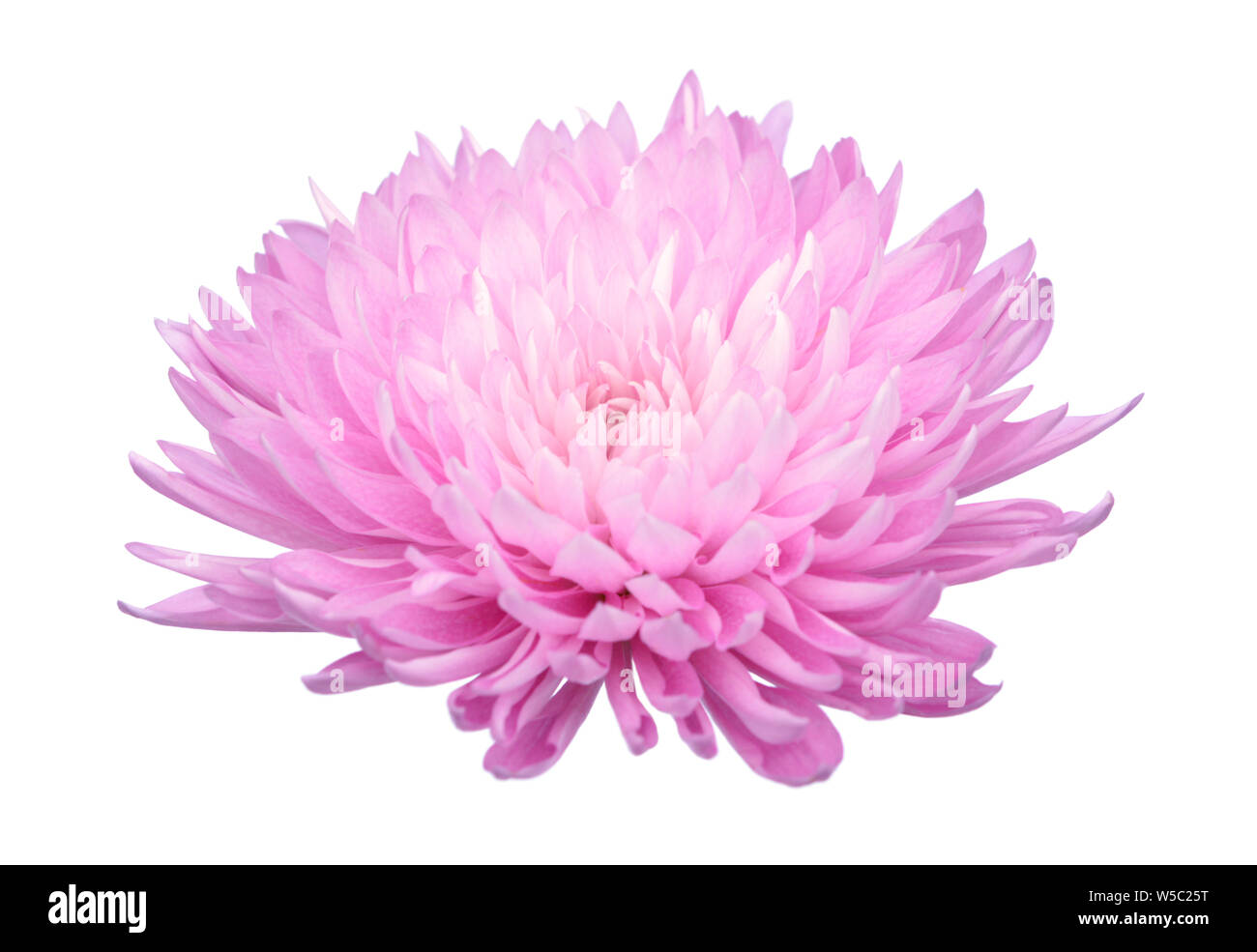 pink mum flower isolated on white background Stock Photo - Alamy