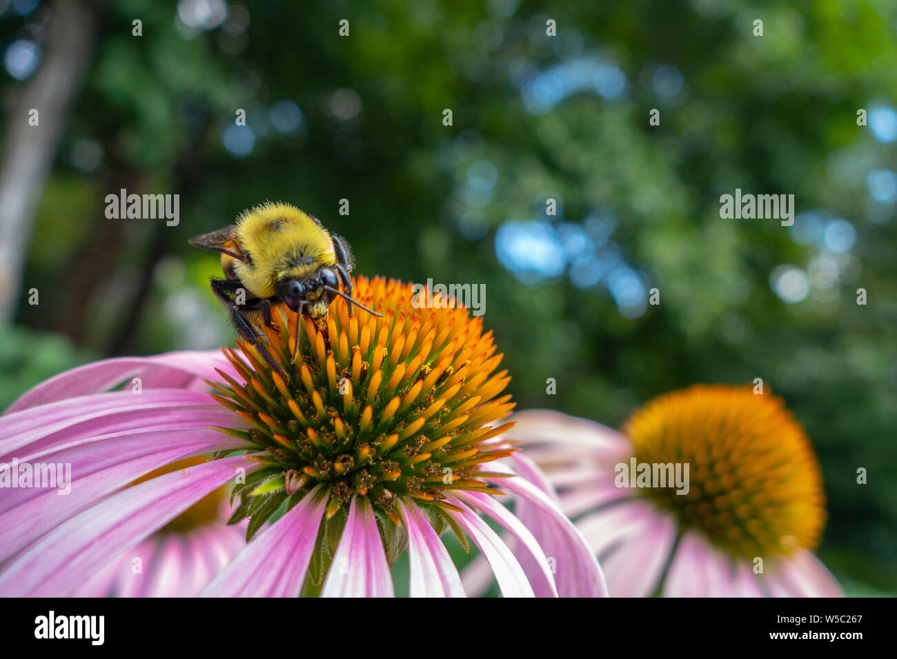 Pollenating yellow black bumblebee on a coneflower in a park garden ...