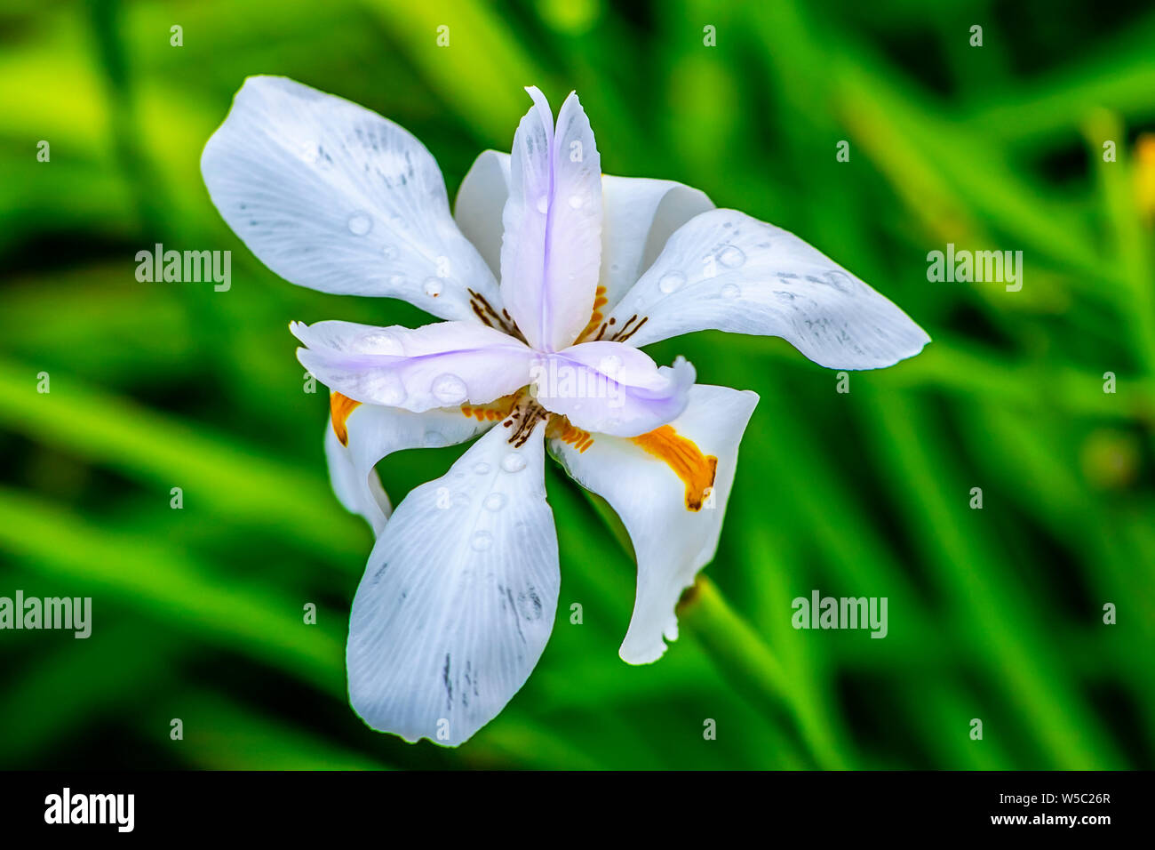 White African Iris flowers Stock Photo - Alamy