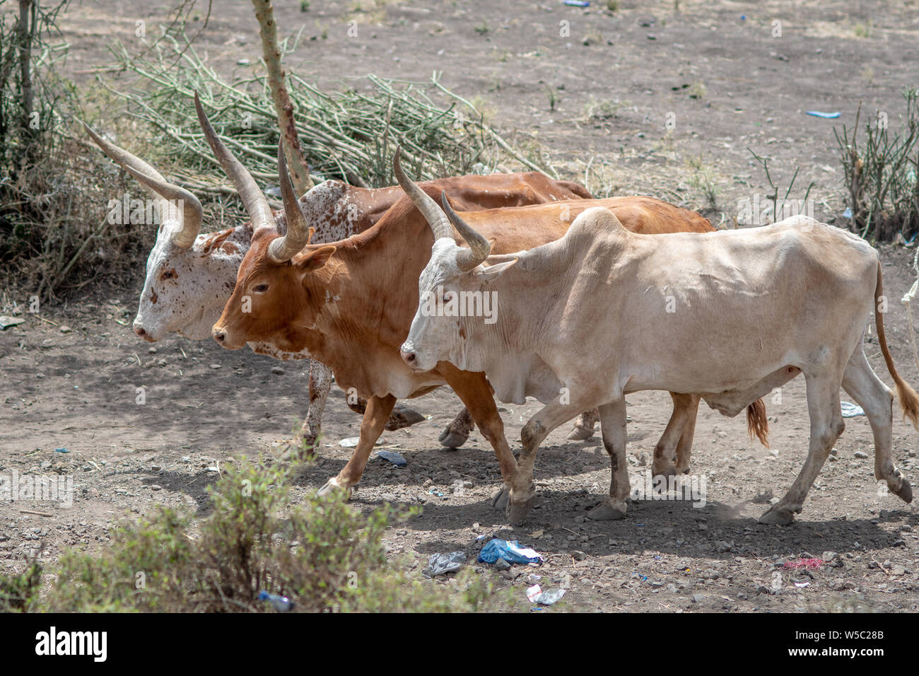 A trio of Zebu cattle are shepherded through a field, Mekele, Ethiopia ...