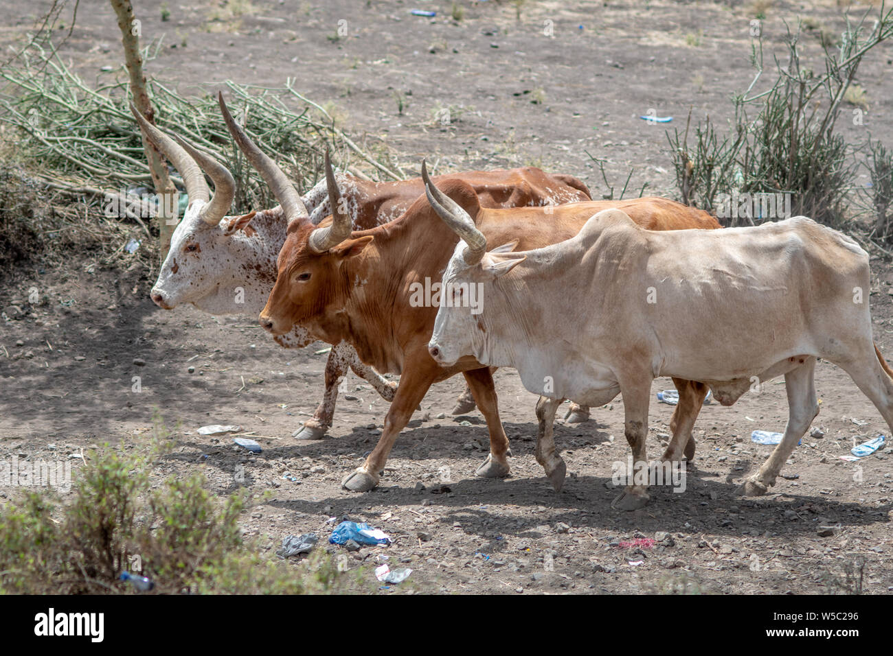 A trio of Zebu cattle are shepherded through a field, Mekele, Ethiopia ...