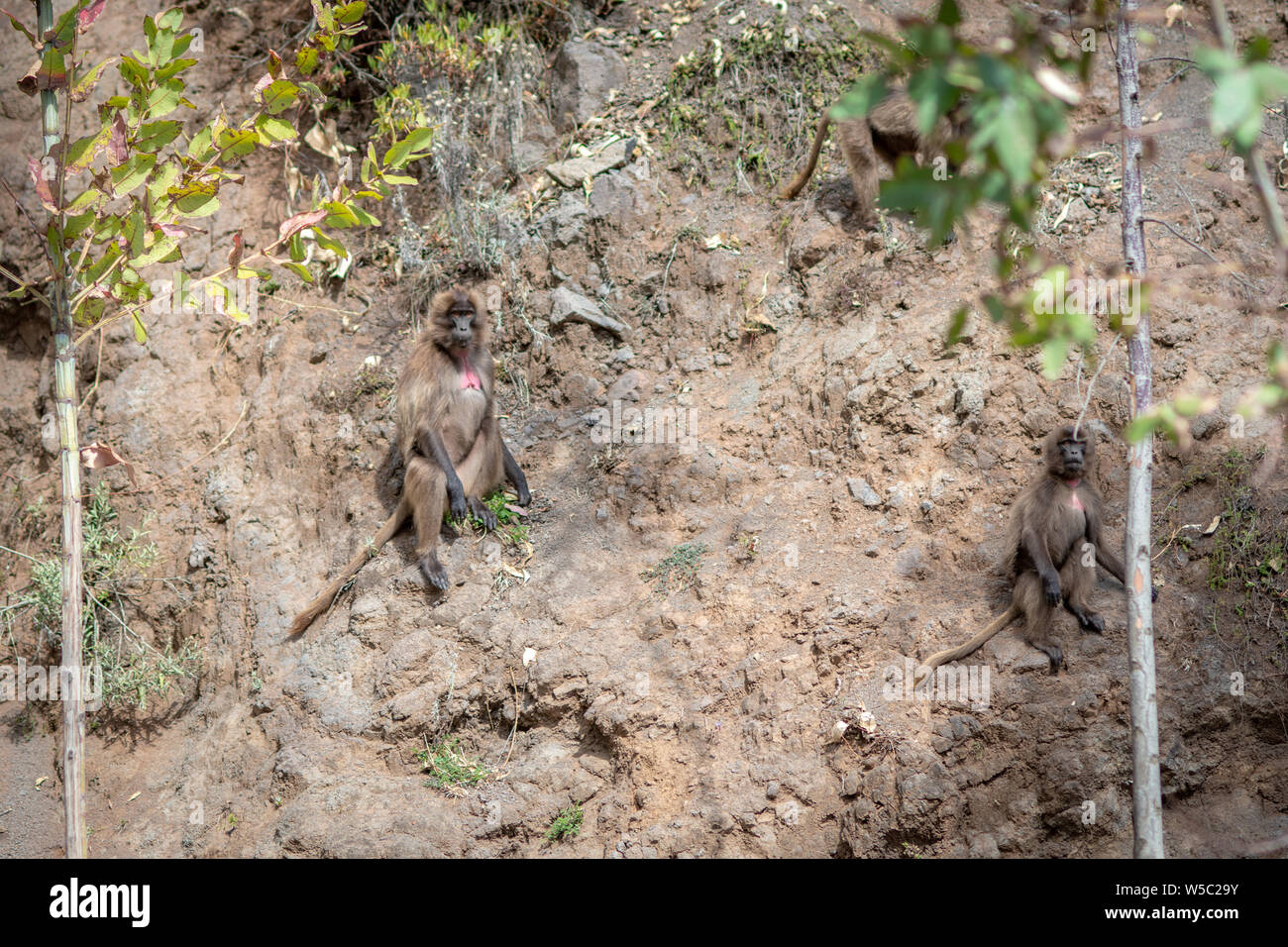 Mekele Ethiopia High Resolution Stock Photography and Images - Alamy