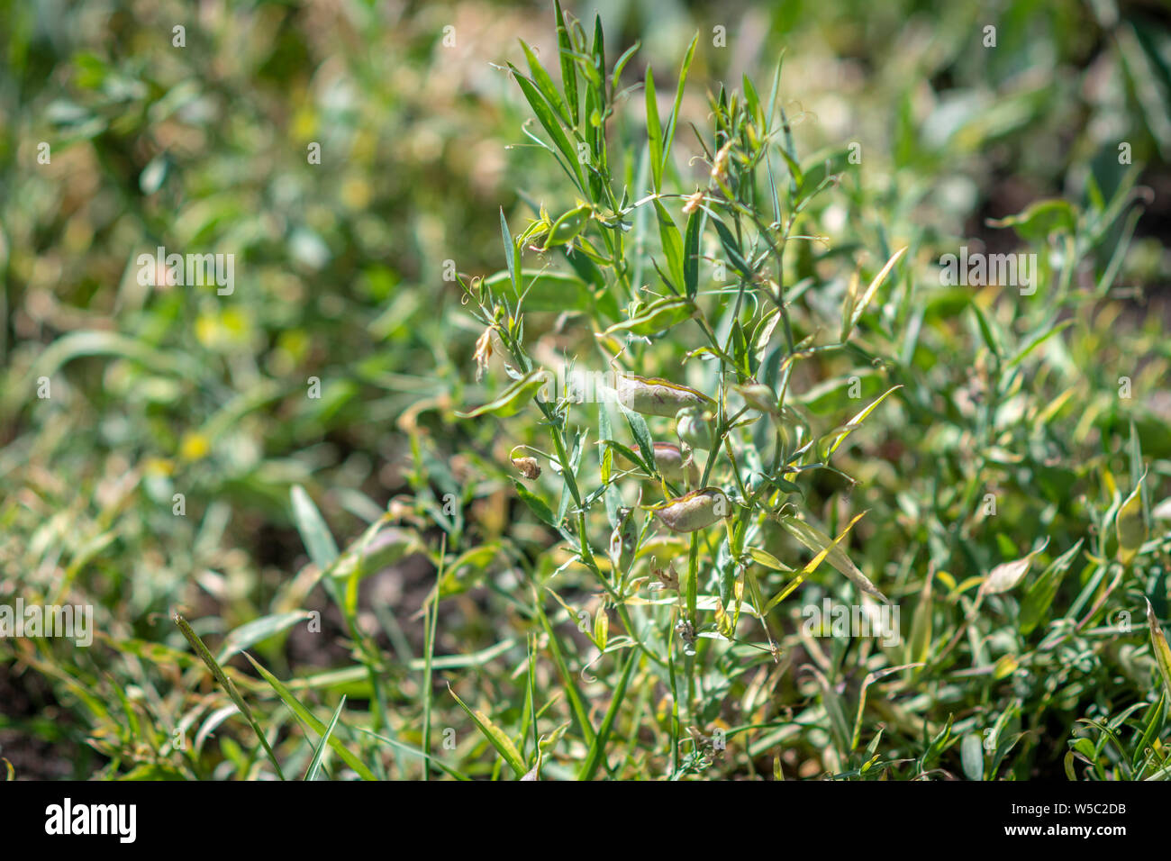 Pea plants, Mekele, Ethiopia. Mekele, Ethiopia Stock Photo - Alamy