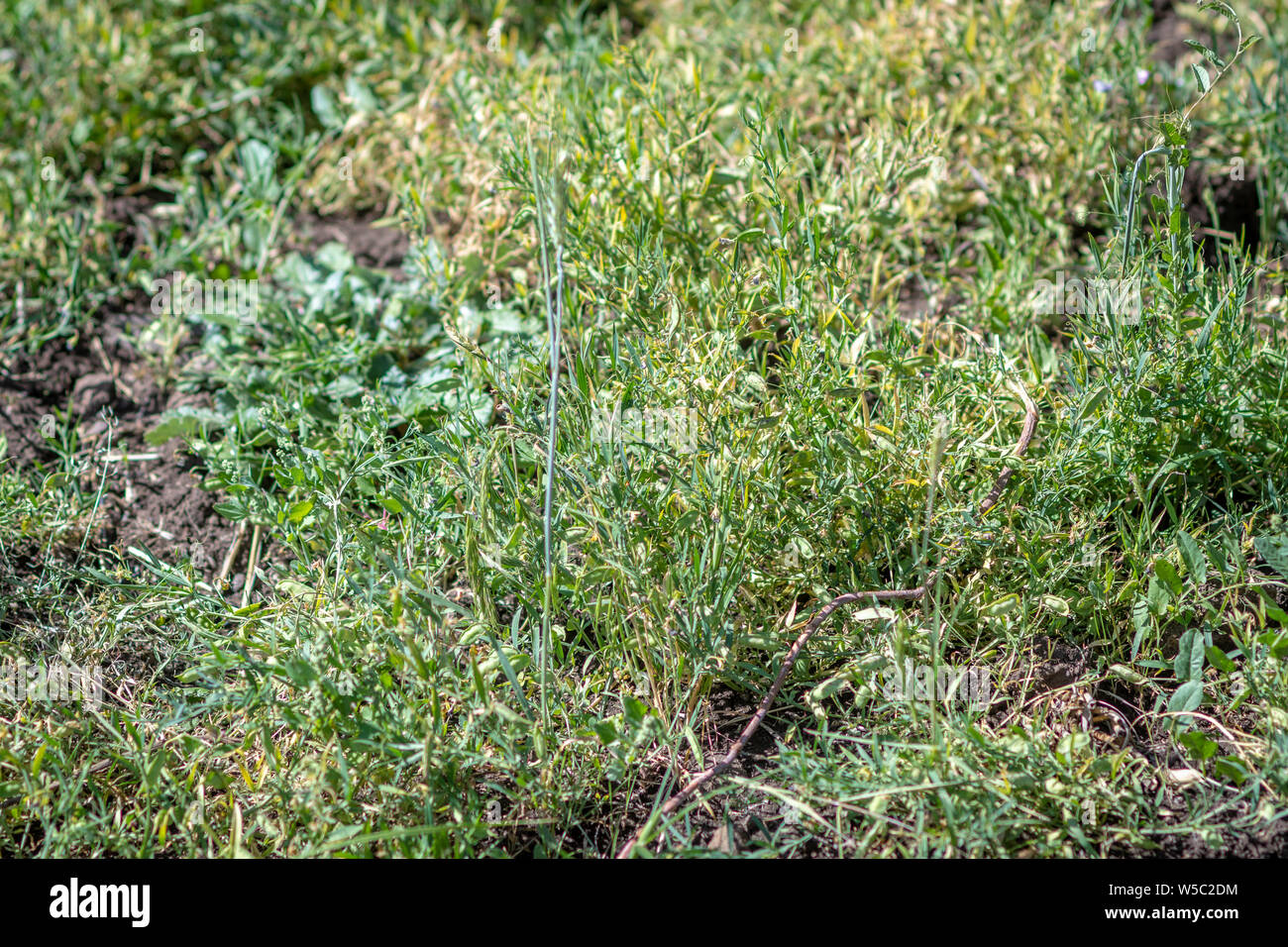 Pea plants, Mekele, Ethiopia. Mekele, Ethiopia Stock Photo - Alamy